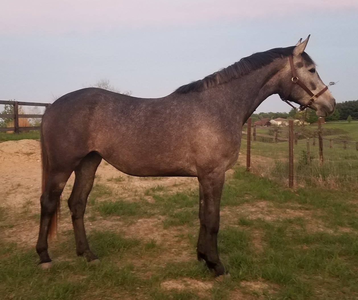 Galahad TF – Annorien