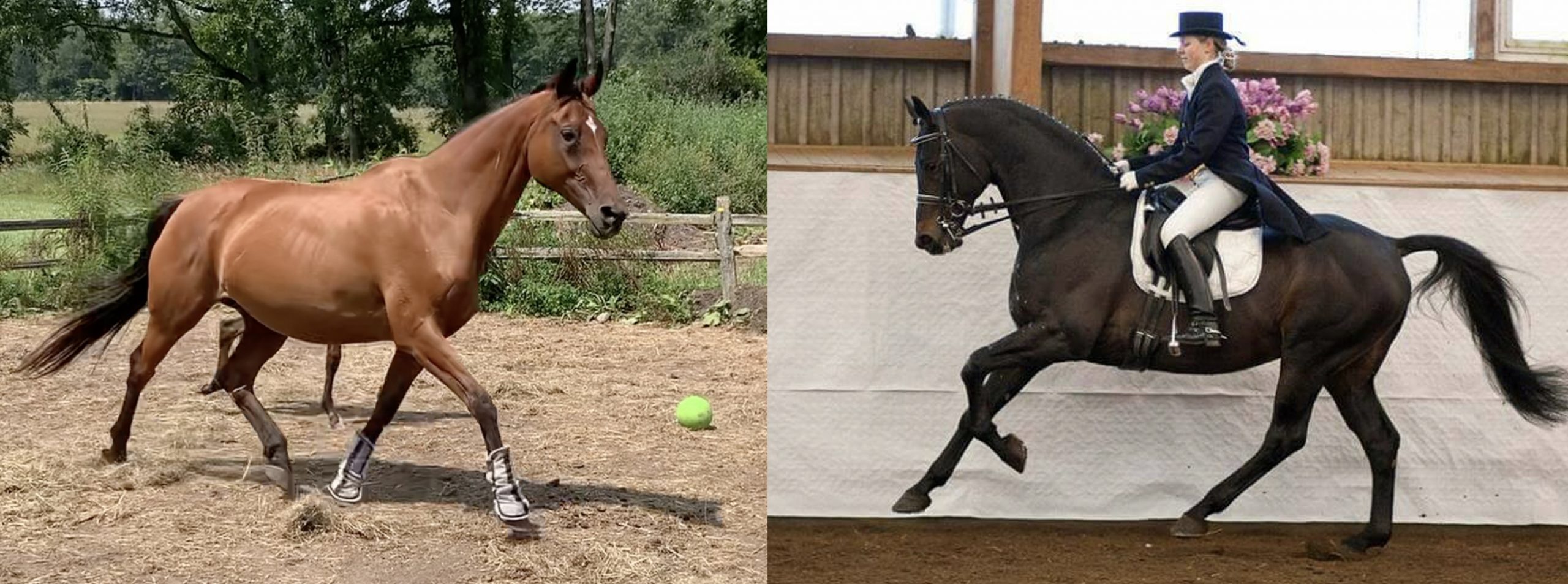 Annorien – Sporthorses for Eventing