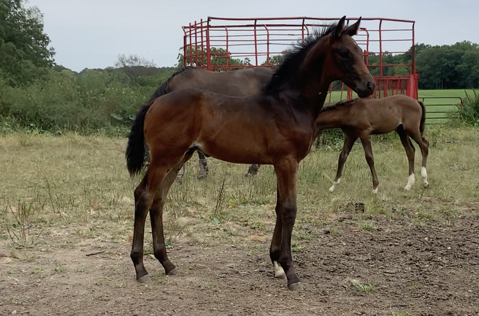 Galahad TF – Annorien
